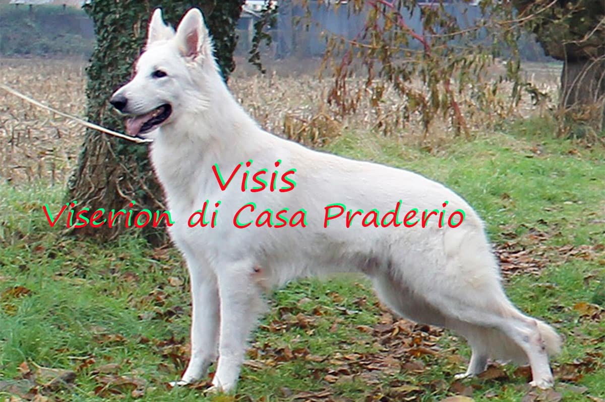 Visis - Youky's Gift